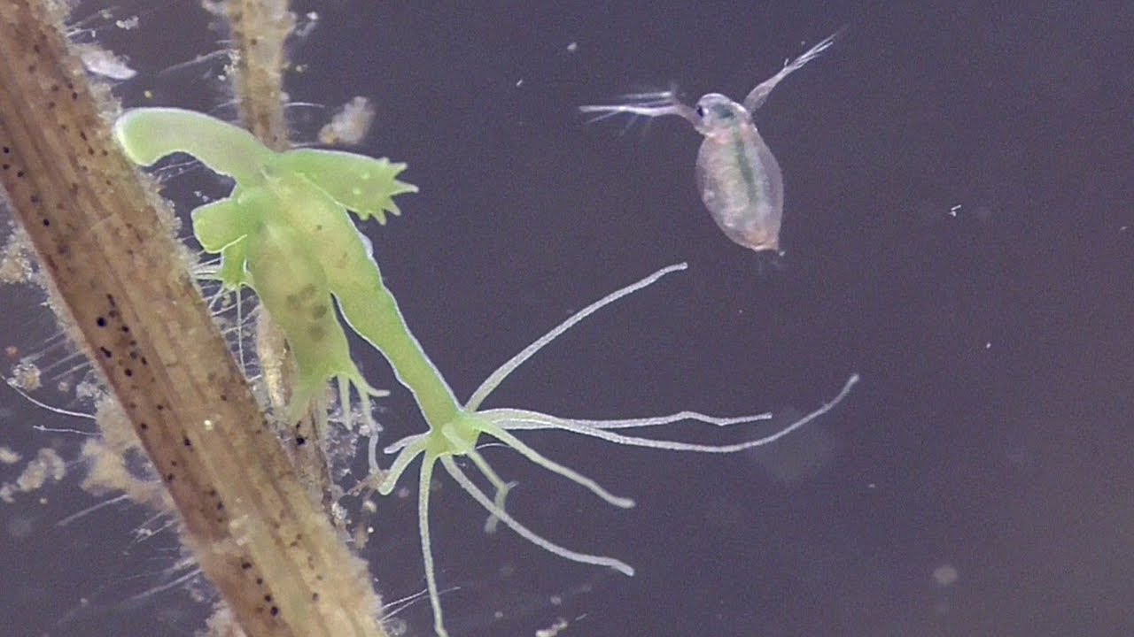 Hydra viridissima. Süsswasserpolyp fängt Wasserfl - YouTube