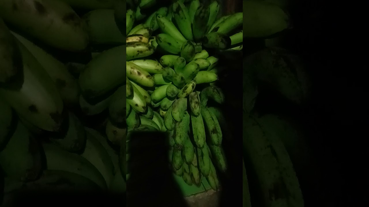 Saging lakatan,tondan, amas ug kardaba - YouTube