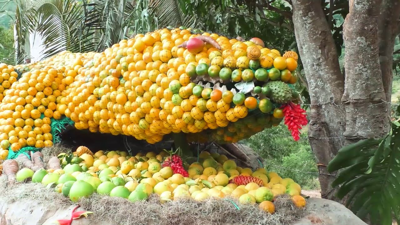 😮MEGA COCODRILO EN FRUTAS (COLOMBIA)😮 - YouTube