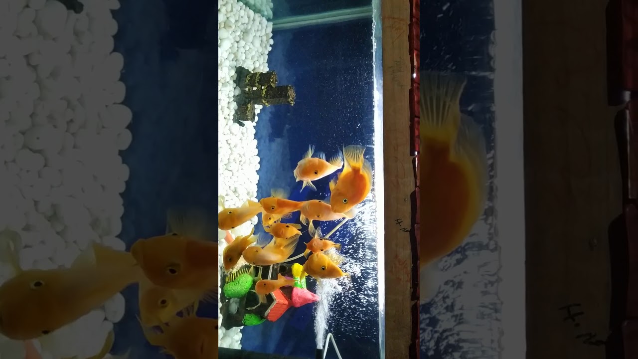 King Kong parrot fish - YouTube