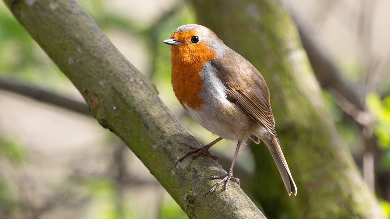 Canon R7 with RF 100-400mm Sample Bird Photography & Video - YouTube