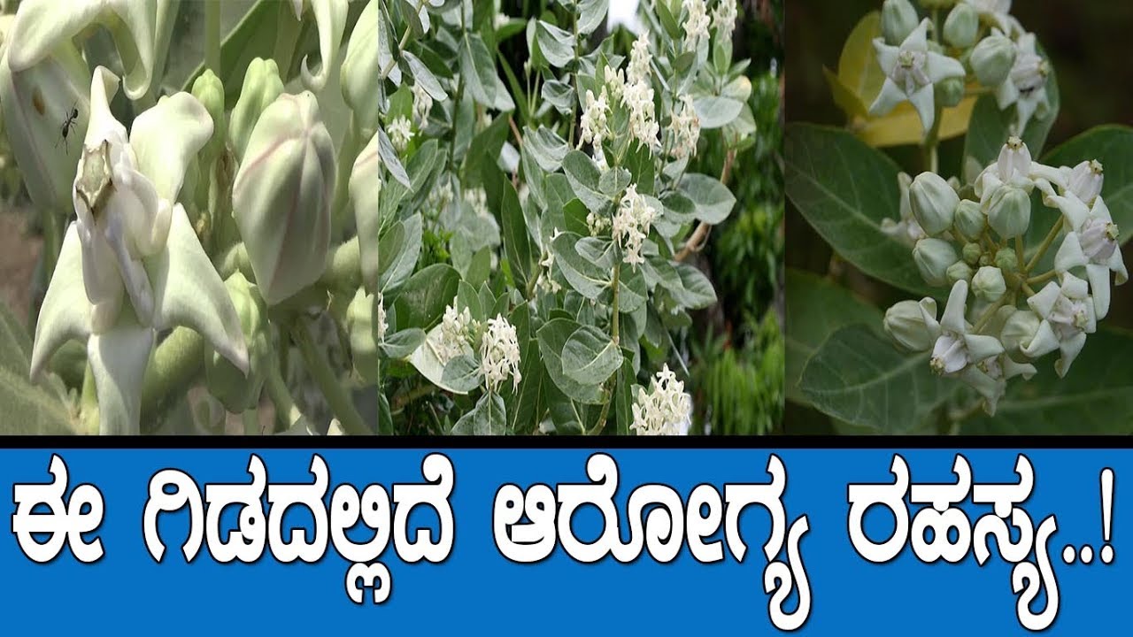 ಈ ಗಿಡದಲ್ಲಿದೆ ಆರೋಗ್ಯದ ಅದ್ಭುತ ರಹಸ್ಯ..! Medicinal Plant Calotropis ...