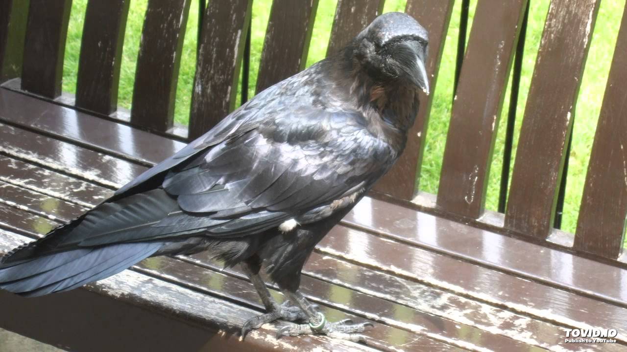 The Raven read by James Earl Jones - YouTube