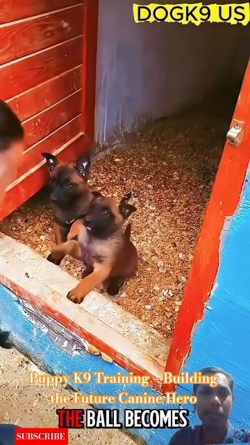 Puppy K9 Training – Building the Future Canine Hero #doglife #puppy # ...