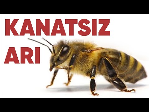 Kanatsız Arı Hastalığı Hakkında Sohbet