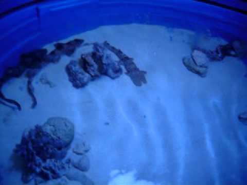 Feeding sharks at pet store!! - YouTube