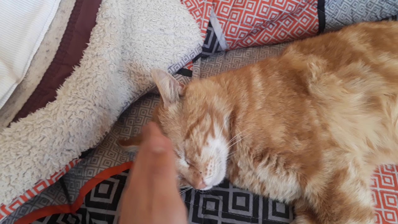 El gato watón | IRL | AtlaZR - YouTube