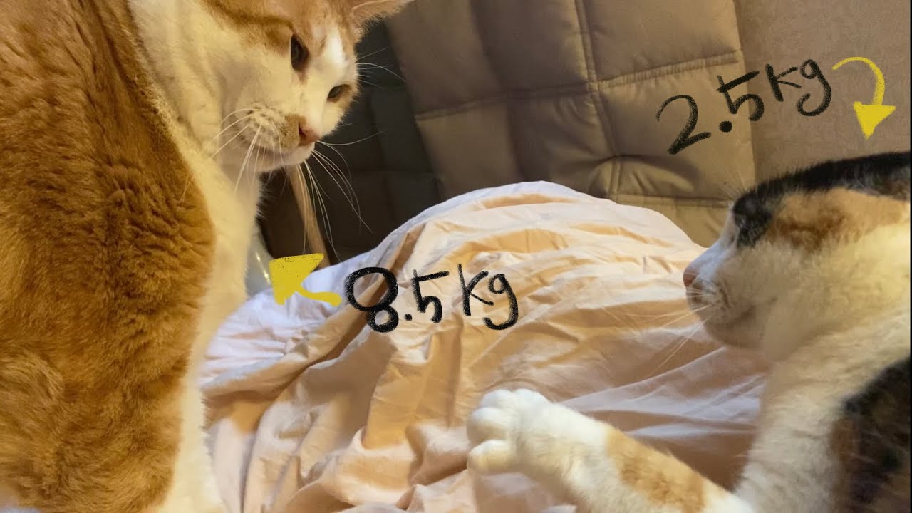 🦆ep2 몸무게 4배 차이 나는 고양이들 기싸움 | Cat fight - YouTube
