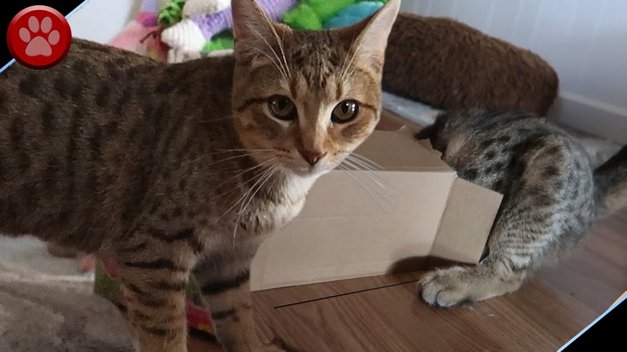 CRAZY KITTY ZOOMIES! - YouTube