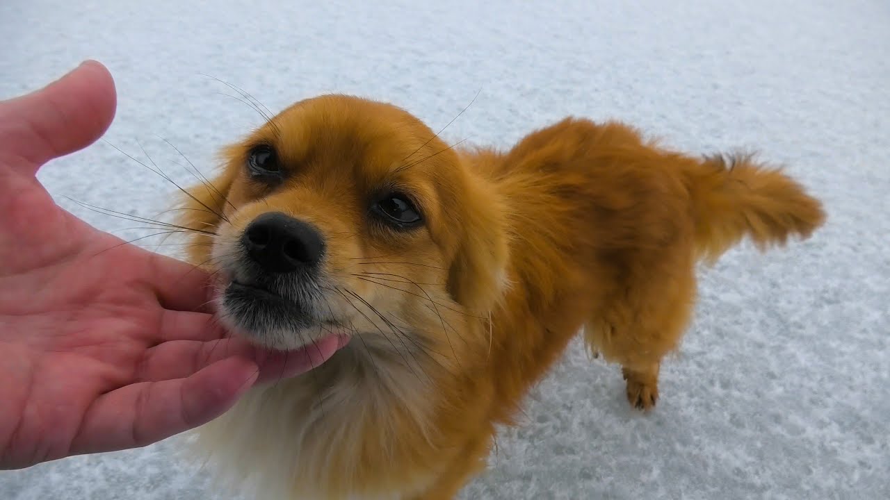 Cute ginger dog on ice. Stroking a cute dog. - YouTube