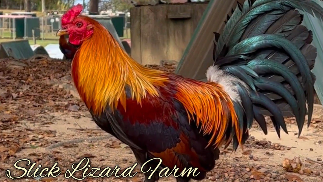 Hoskins Sweater Yellow leg hatch - SLICK LIZARD FARM - YouTube