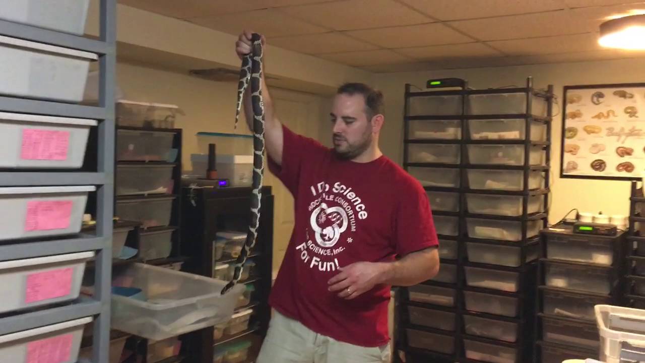 Eastern King snake hatchling - YouTube