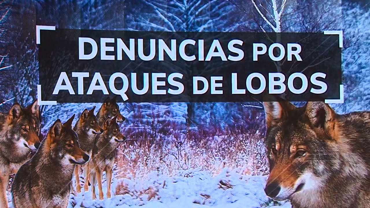 Denuncian ataque de lobos al ganado en la sierra de Madrid - YouTube