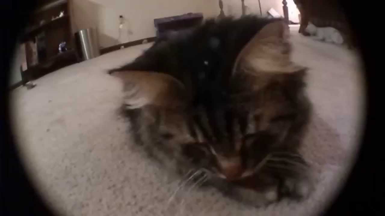 Silly Cat Thru Fisheye Lens: Zipps Checks Out The New Fisheye Camera ...