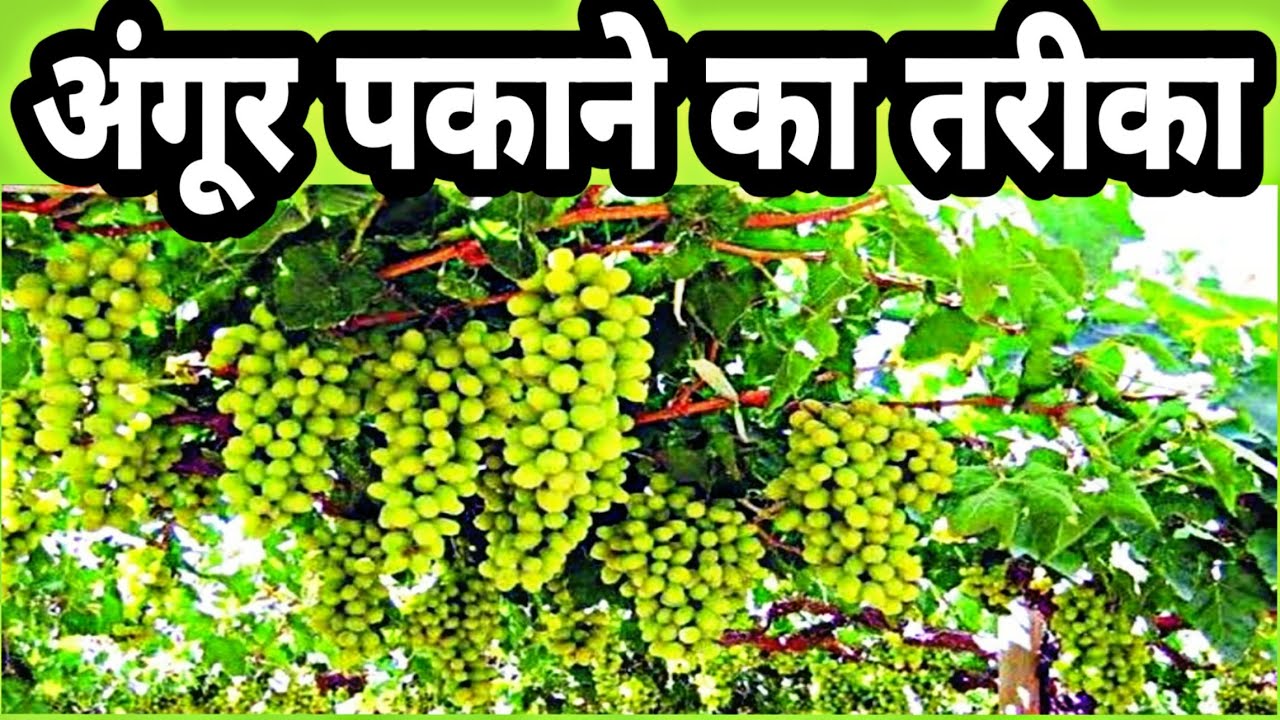 अंगूर पकाने का तरीका || Angoor pakane ka tarika || angur ke fayde ...