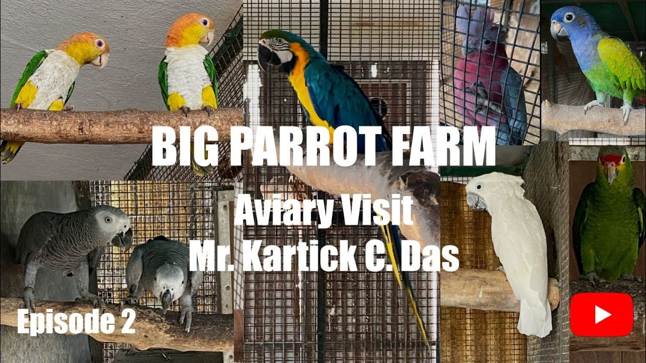 Aviary Visit - Episode 2 | Mr. Kartick C. Das | Big Parrot Breeding ...