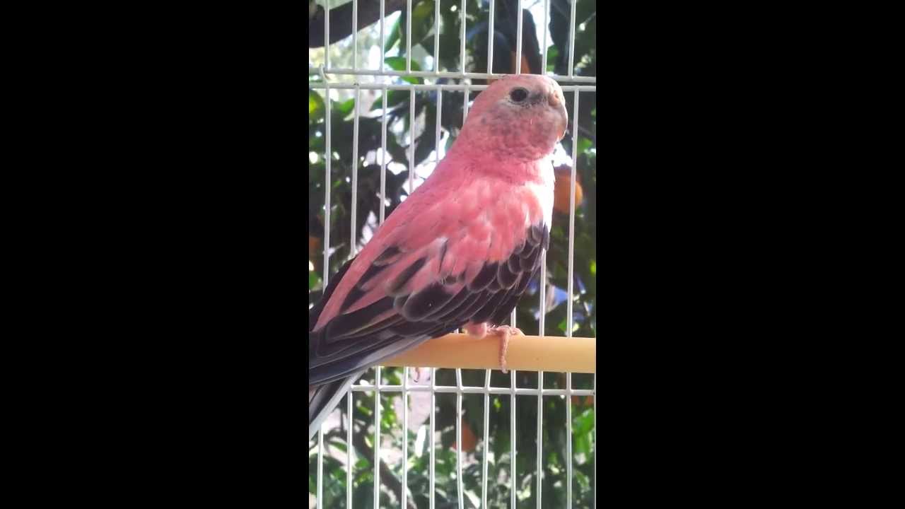Periquitos de Bourke - YouTube