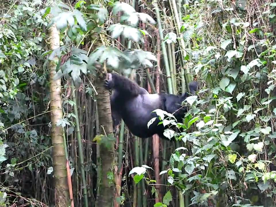 Silverback Gorilla tries to break wild Papaya Tree Virunga National ...