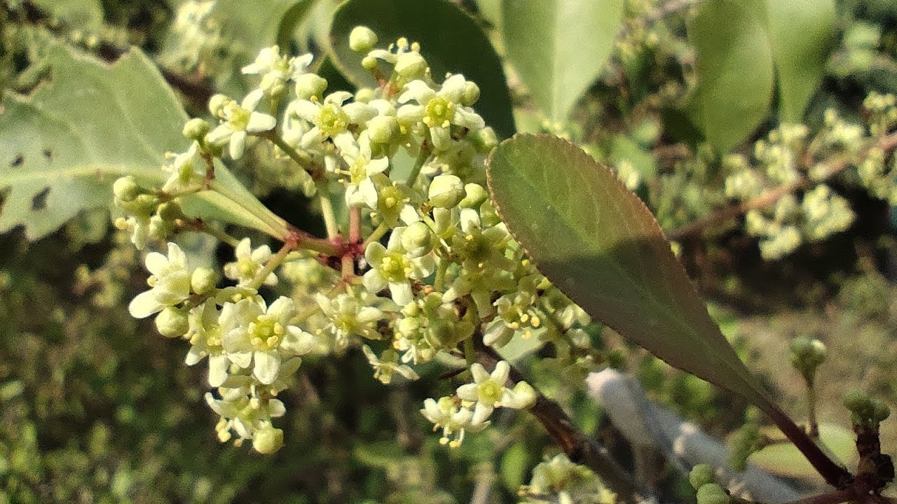 Breaking the Exotic Habit- Red Spike Thorn as a Native Alternative /# ...