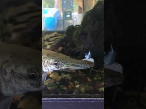 Alligator gar bite force on tilapia