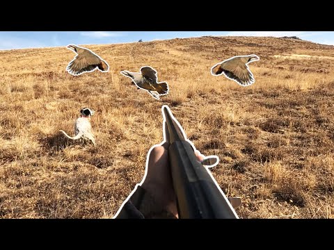 EN GÜZEL KEKLİK AVLARI 2024 (12 FARKLI VURUŞ)