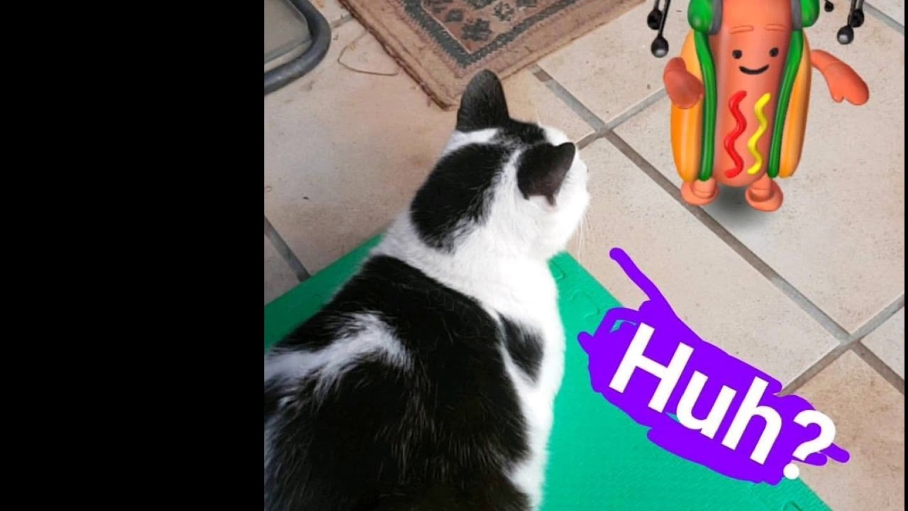 A Tribute To Feral Fergus - YouTube