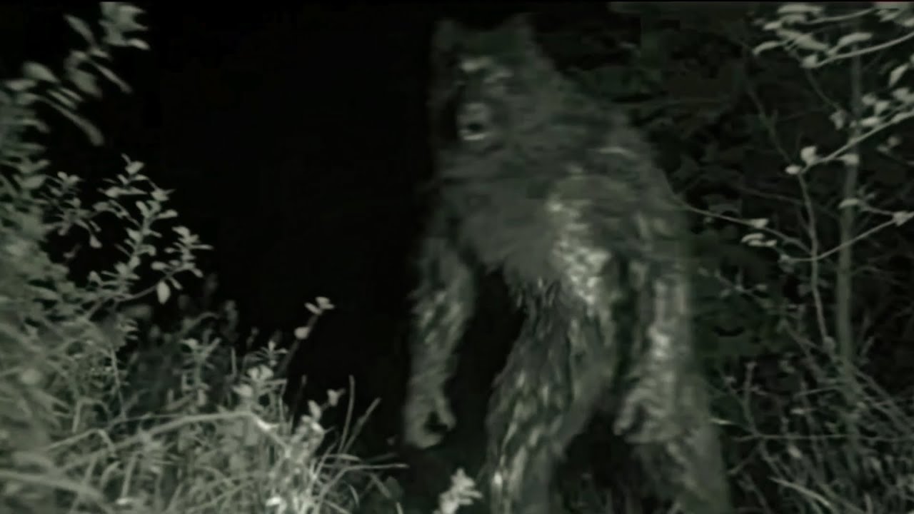 THESE ARE THE MOST SCARIEST DOGMAN SIGHTINGS THAT PEOPLE HAVE REPORTED!! - YouTube