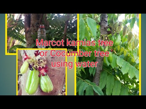 MARCOT KAMIAS TREE OR COCUMBER TREE USING WATER-vlog#45 - YouTube