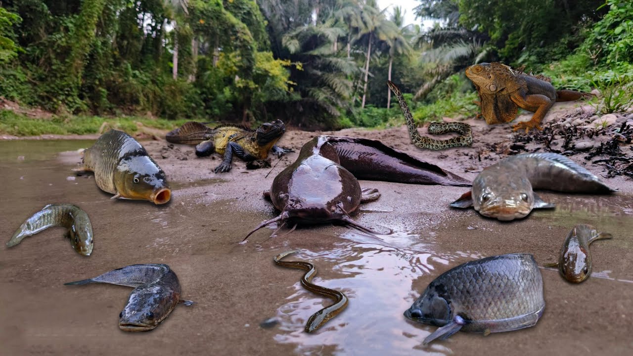 So Amazing! Finding Giant Snakehead Fish, Catfish, Iguana, Betta Fish,Turtle, Channa, Eel ...