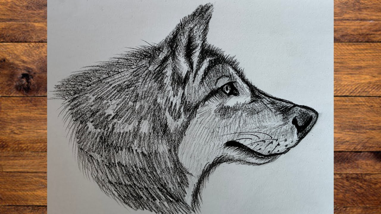 How to draw a wolf || wolf pencil drawing step by step || wolf drawing ...