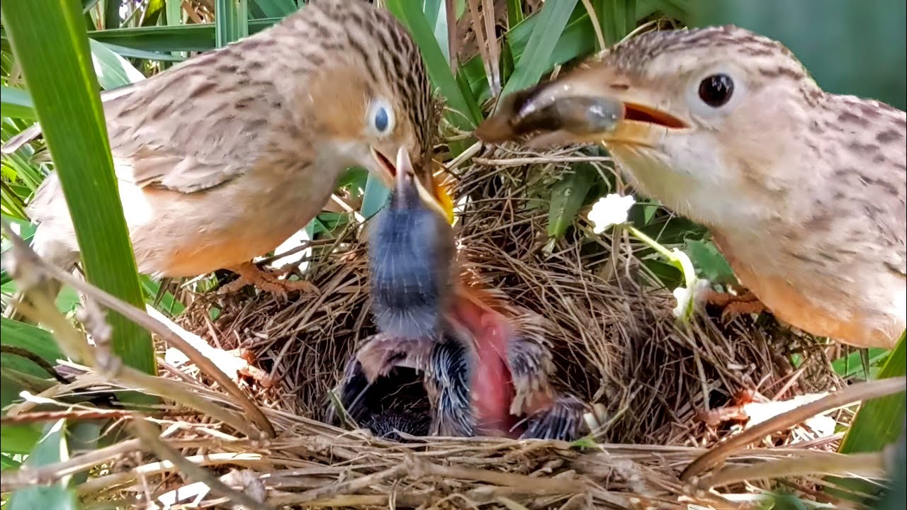 Mother bird taking care of babies @birdswithme107 - YouTube
