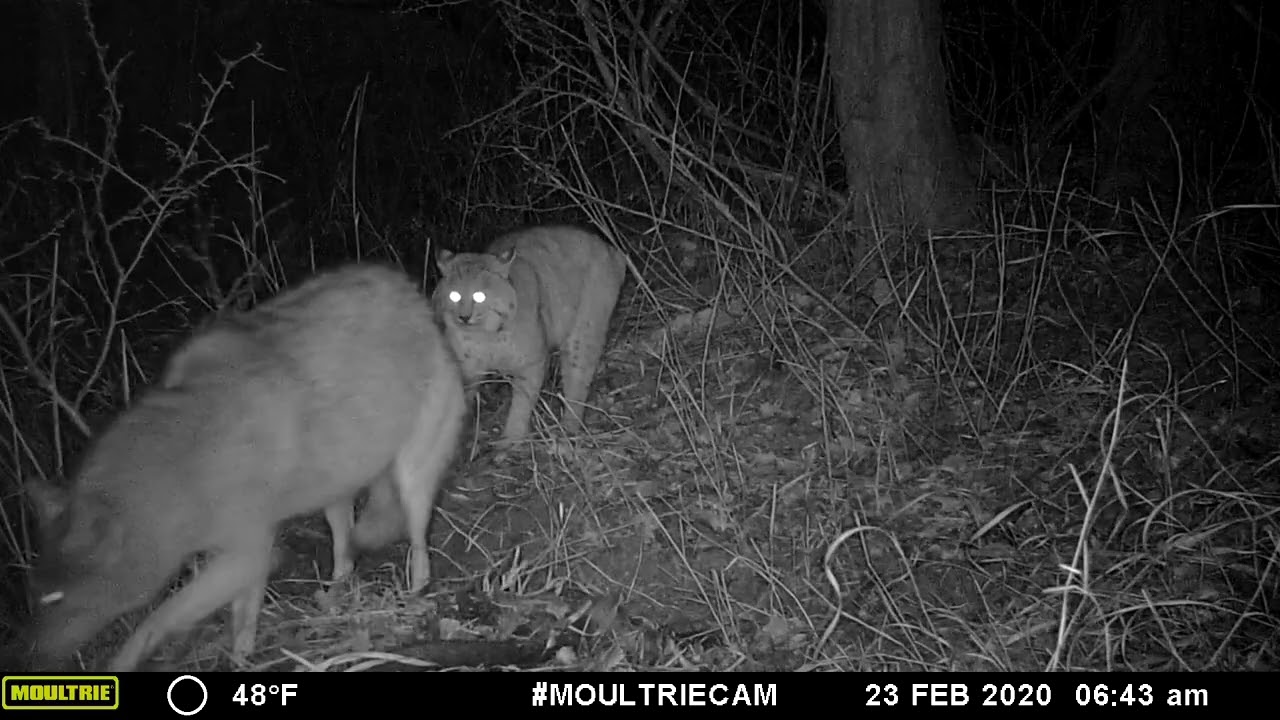 Coyote and Bobcat fight over a beaver. #gamecamera #wildlife - YouTube