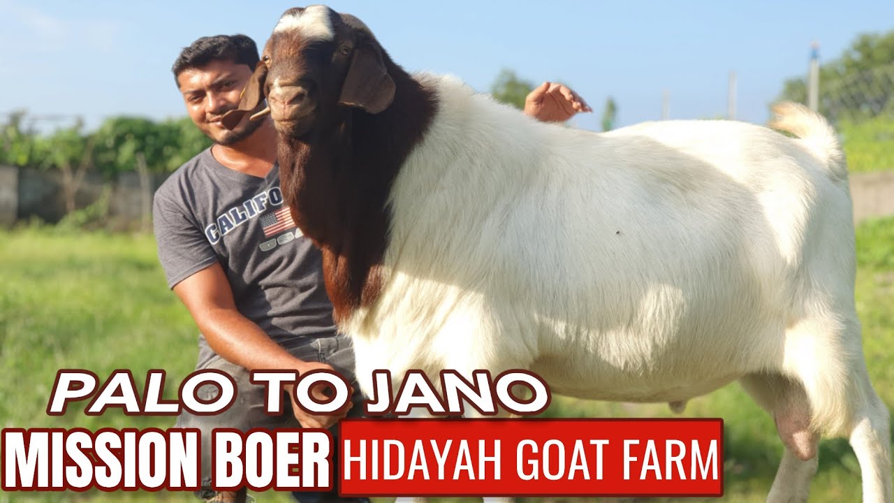 AFRICAN BOER BREEDING SETUP IN SURAT | HIDAYAH GOAT FARM FULL TOUR ...
