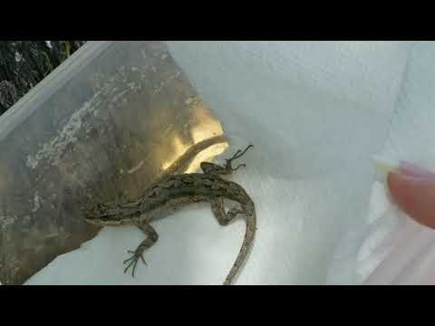 Casual lizard transport - YouTube