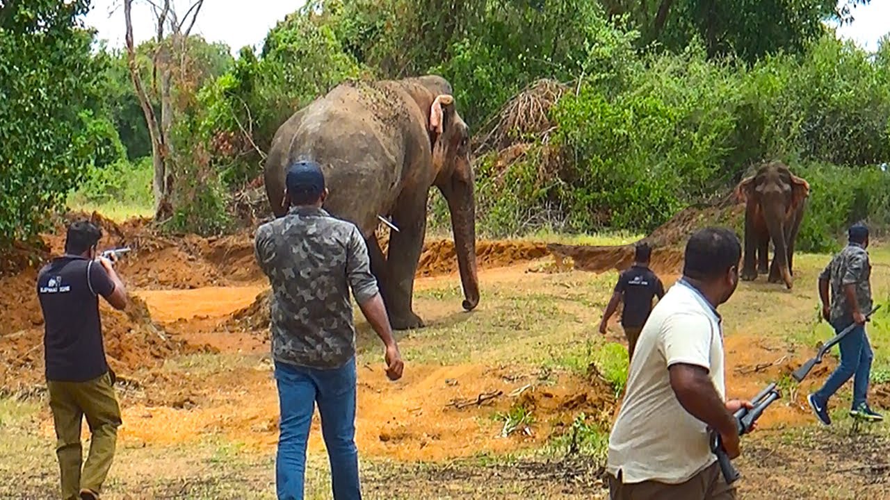 Treating an elephant with a leg injury | Jungle Animals - YouTube