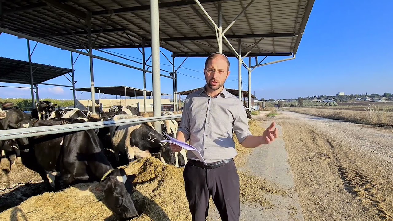 Parashat Mikeitz | 5782 | What Did Yoseph Know About Cows? | Rabbi ...