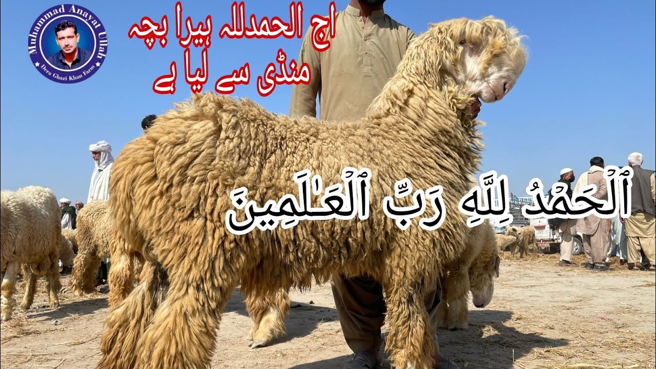 July 22, 2025 | Pull qambar goat market update today | Bakra mandi ...