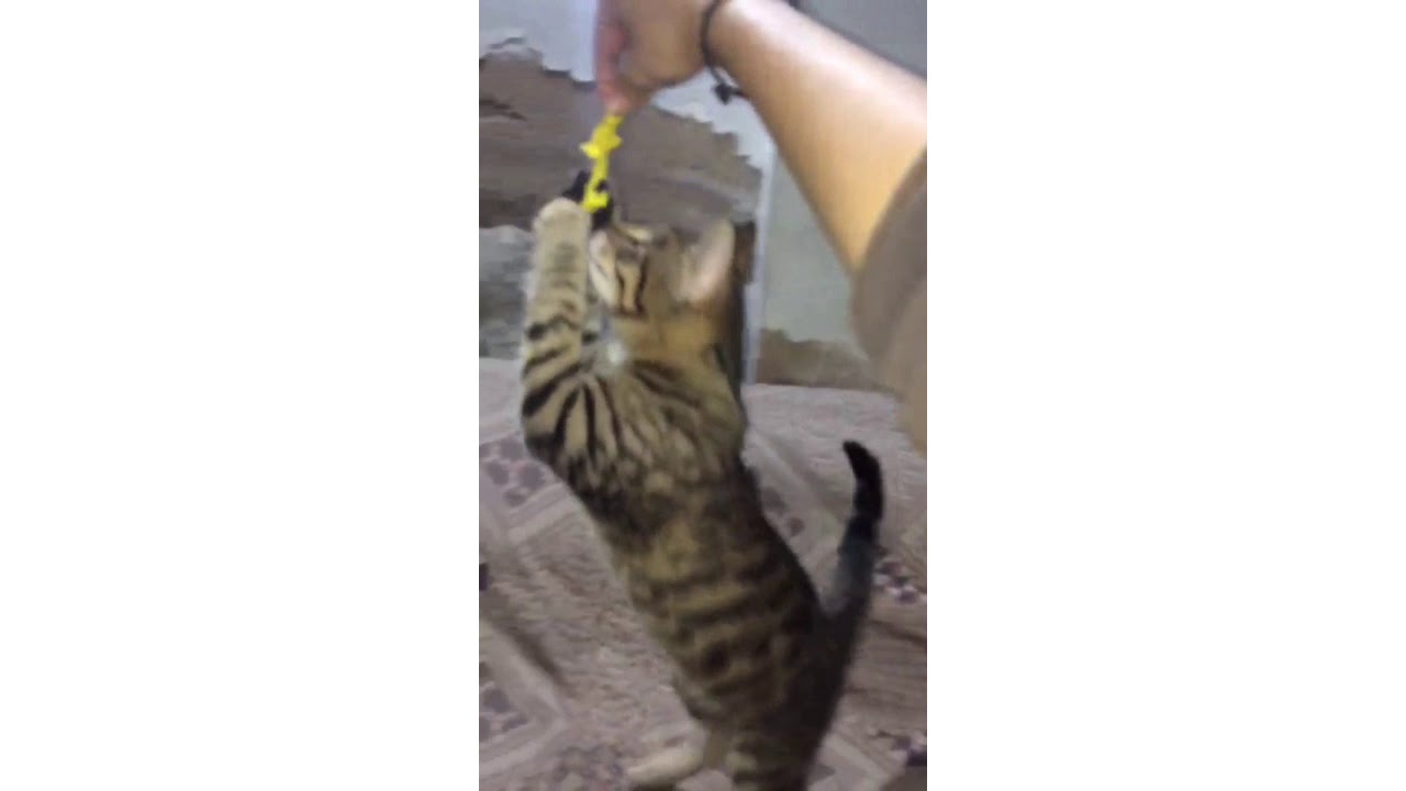 CAT ON TWO FOOT 👣 - YouTube