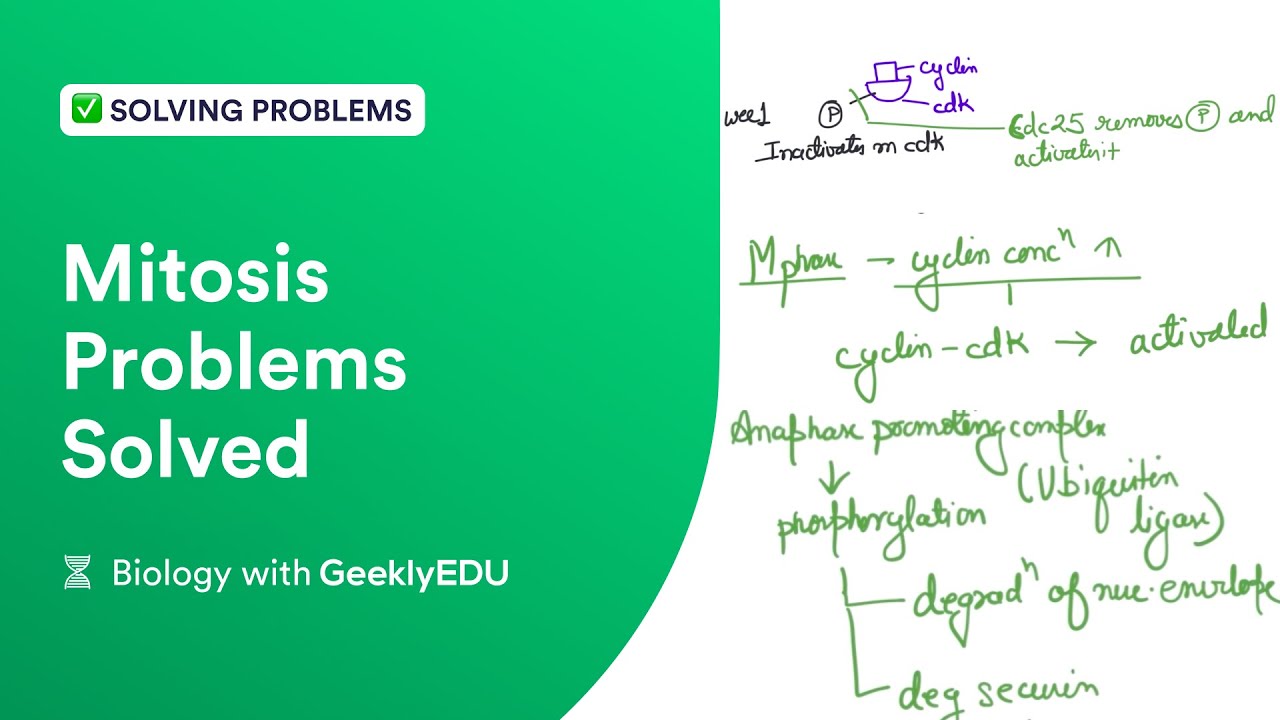 Mitosis Problems Solved | Cyclins and CDKs | Genetics - YouTube