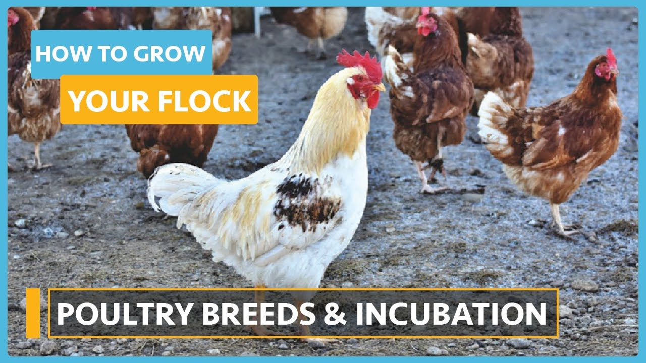 How to Grow your Flock (Lesson 3) - Breeds and Incubation - YouTube