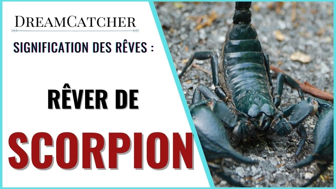 RÊVER DE SCORPION - SIGNIFICATION DES RÊVES, INTERPRÉTATIONS DES RÊVES ...
