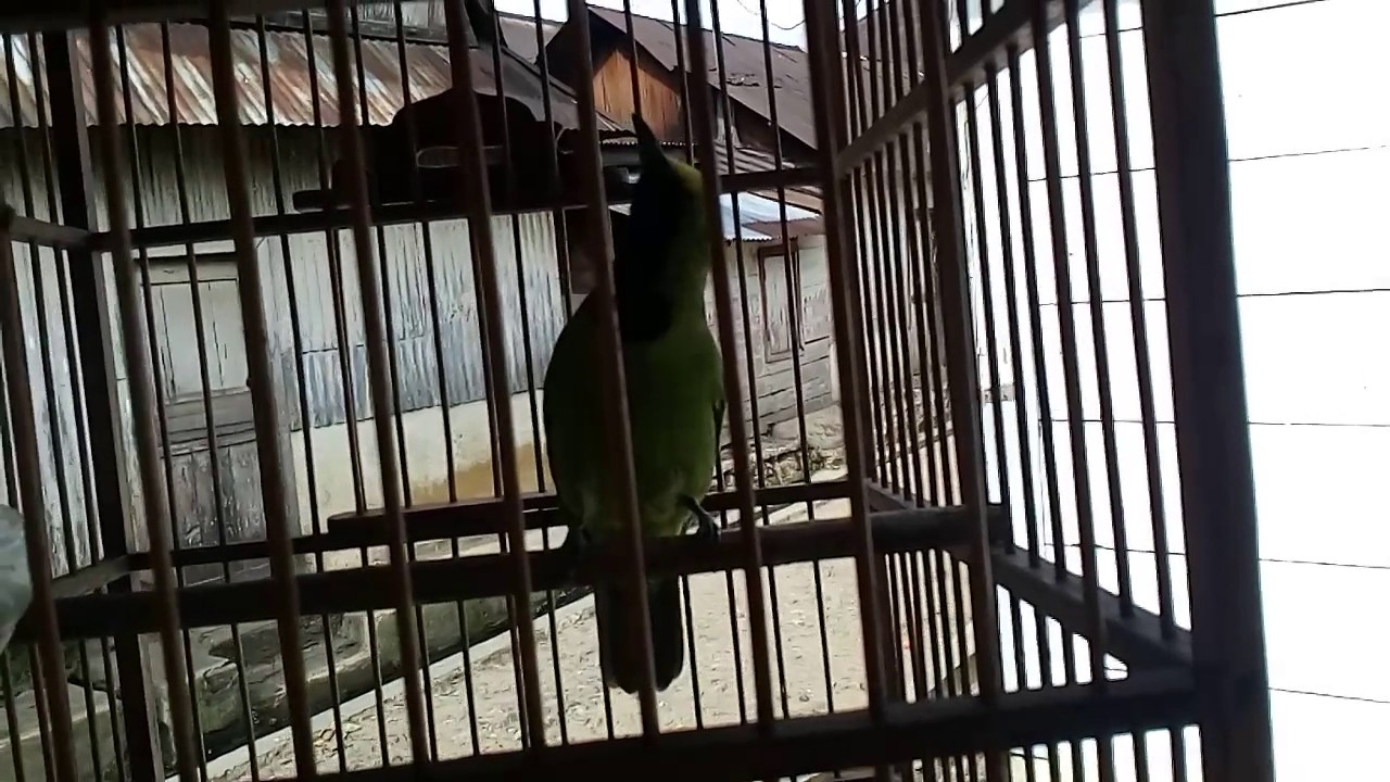 murai daun kepala kuning b.bondar - YouTube
