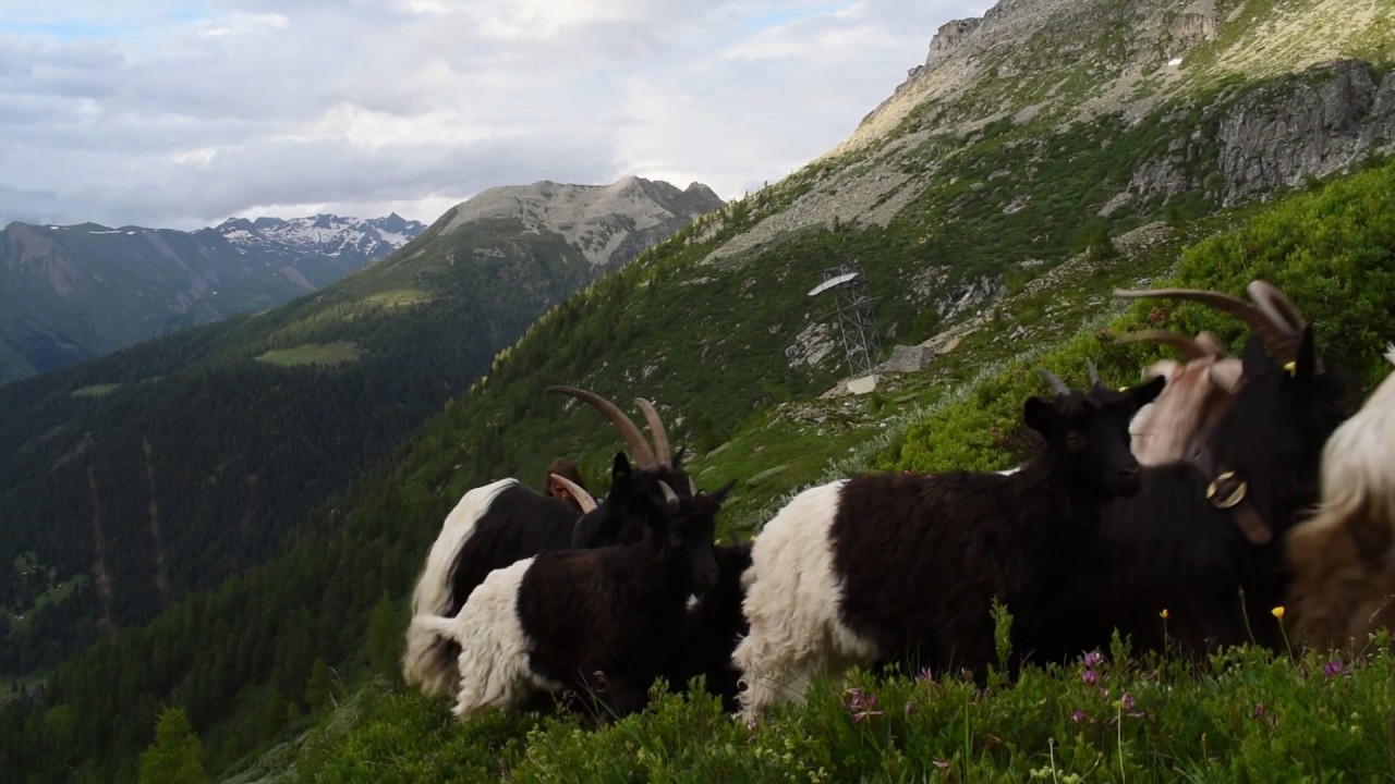 D'alpe en Alpe - YouTube