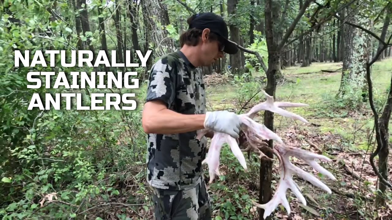 How to Naturally Stain Antlers | Guide Tip Tuesday - YouTube