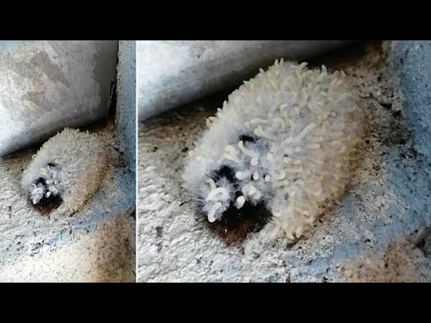 Bizarre Creature Covered In Wriggling Maggots - YouTube