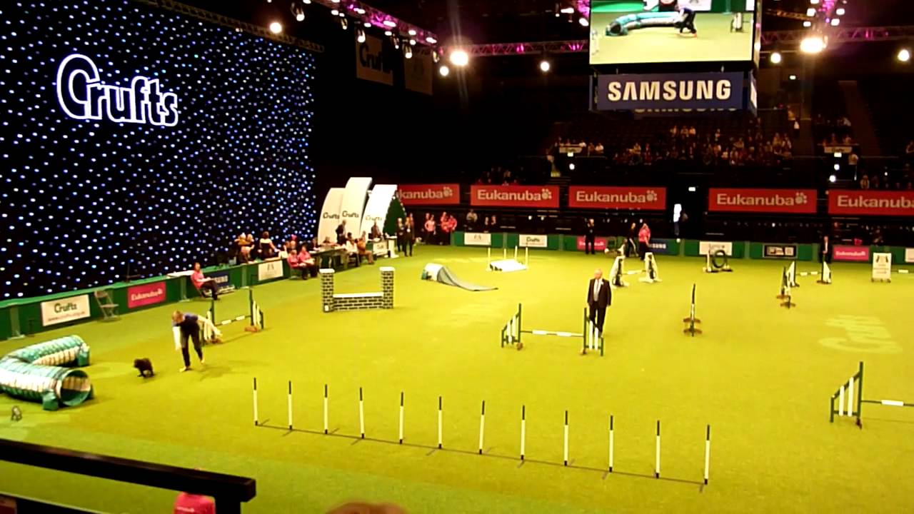Crufts 2013 - Agility - Neil Ellis w/ Coco Brambler (1) - YouTube