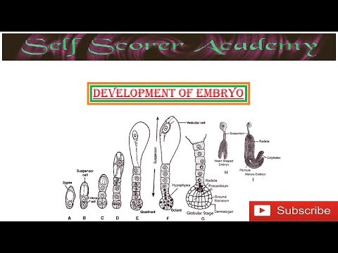 Plant Embryogenesis - YouTube