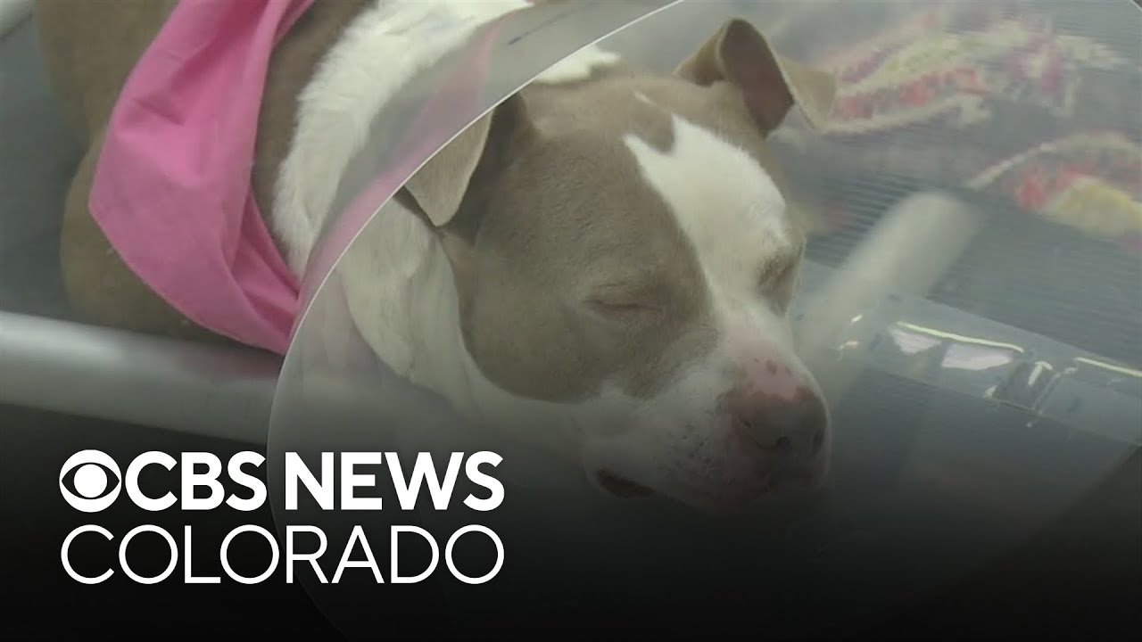 Pit bull advocates rally against breed ban set to be voted on in Aurora ...