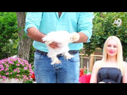 Adnan Oktar'ın sevimli tavuğu