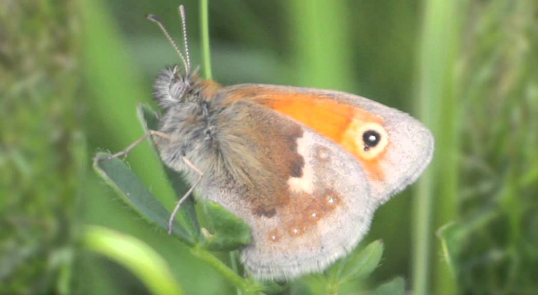 Wildlife Monthly: July - Butterflies | Part #2 - YouTube